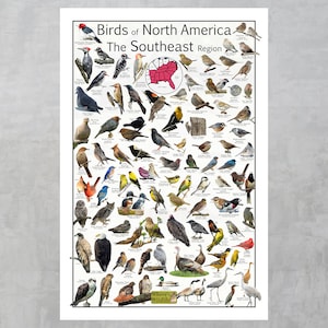 Birds of North America the Southeast Region - Provide 83 Bird ...