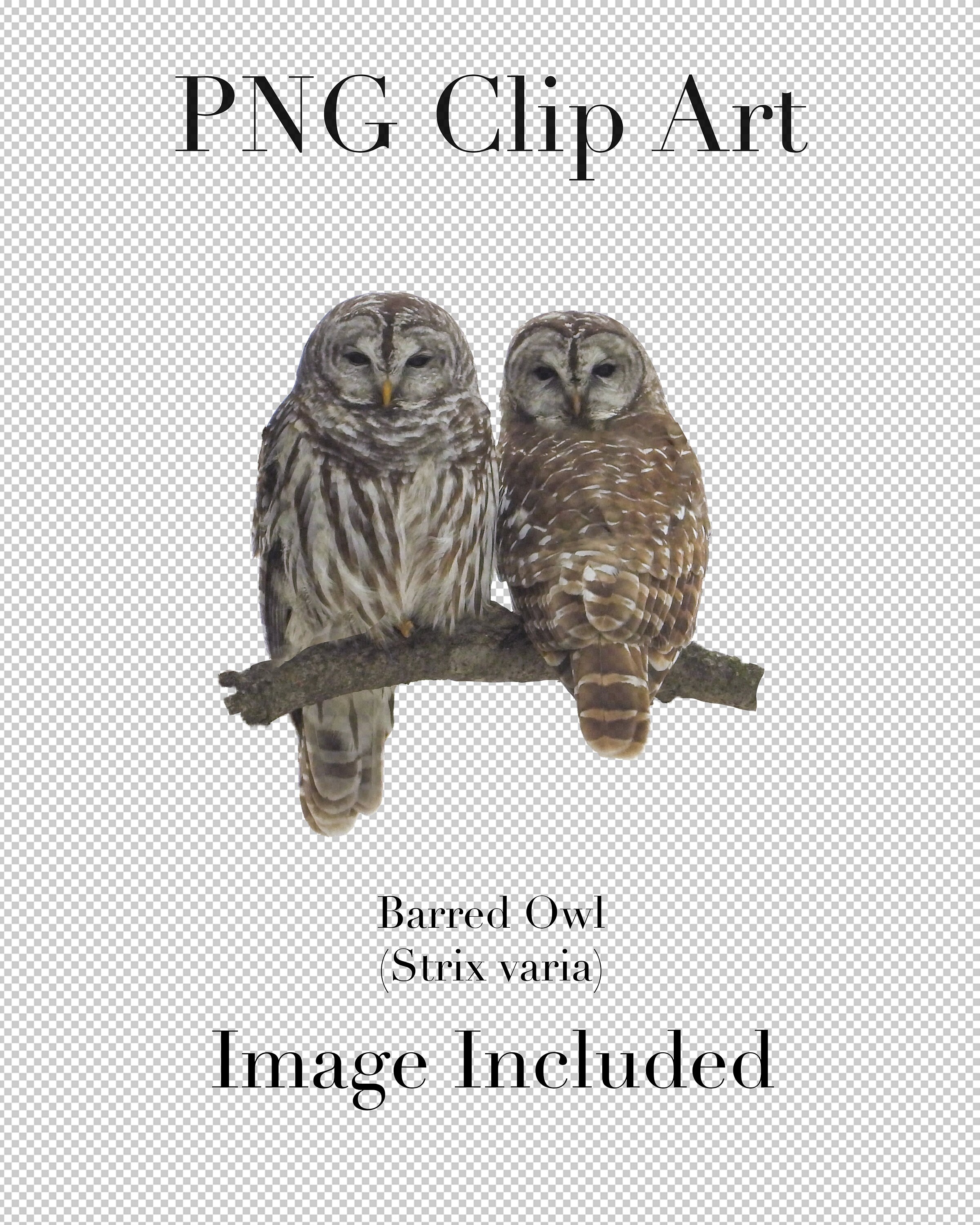 Bird Couple Clip Art (set of 5 Images) PNG Clipart With Transparent ...