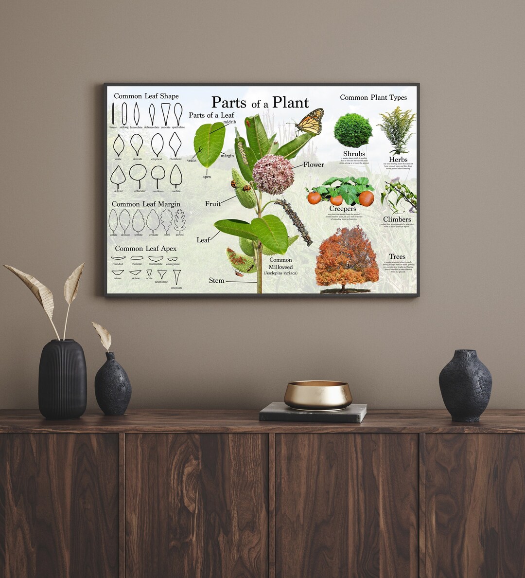 Educational Plant Poster Identifies Plant and Leaf Parts / Botanical ...