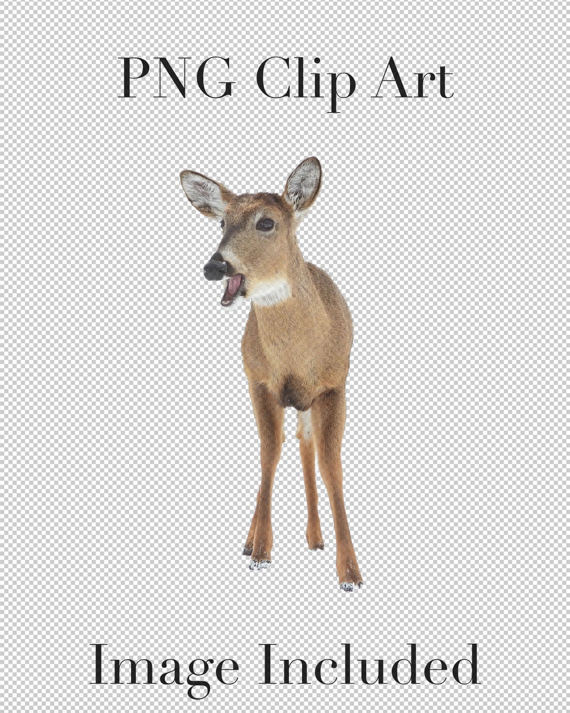 White Tailed Deer Animal Clip Art set of 5 PNG Clipart With - Etsy