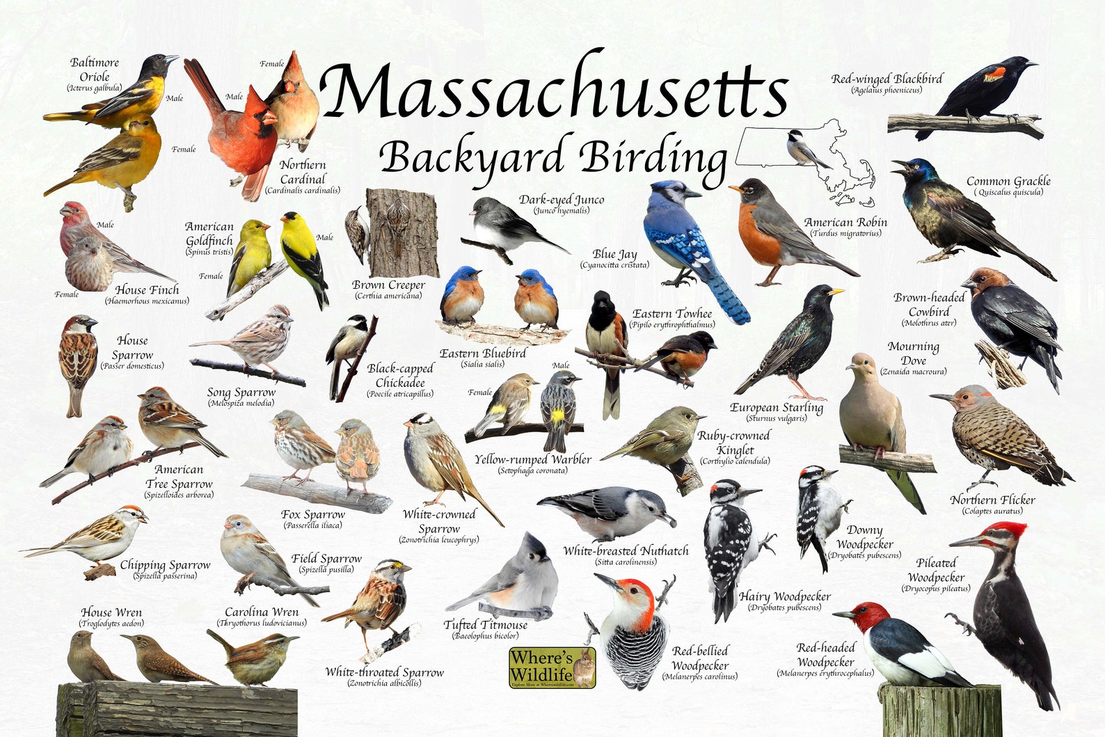 Birds of Massachusetts Backyard Birding Identification Picture | Etsy