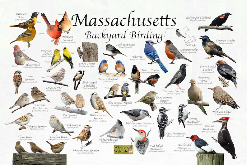 Birds of Massachusetts Backyard Birding Identification Picture | Etsy