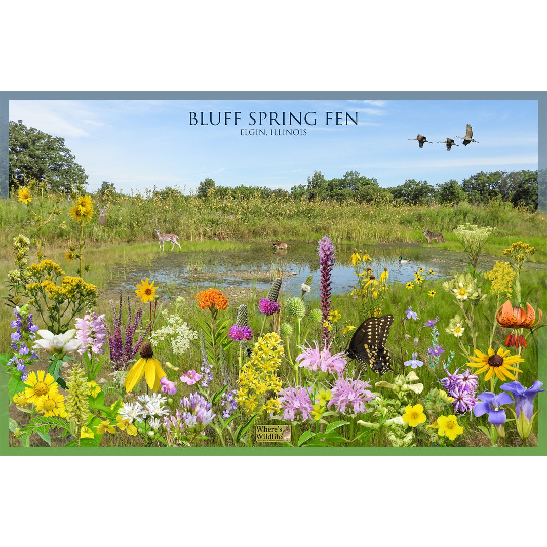 Midwestern Native Wildflowers and Landscape Nature Poster – Bluff ...