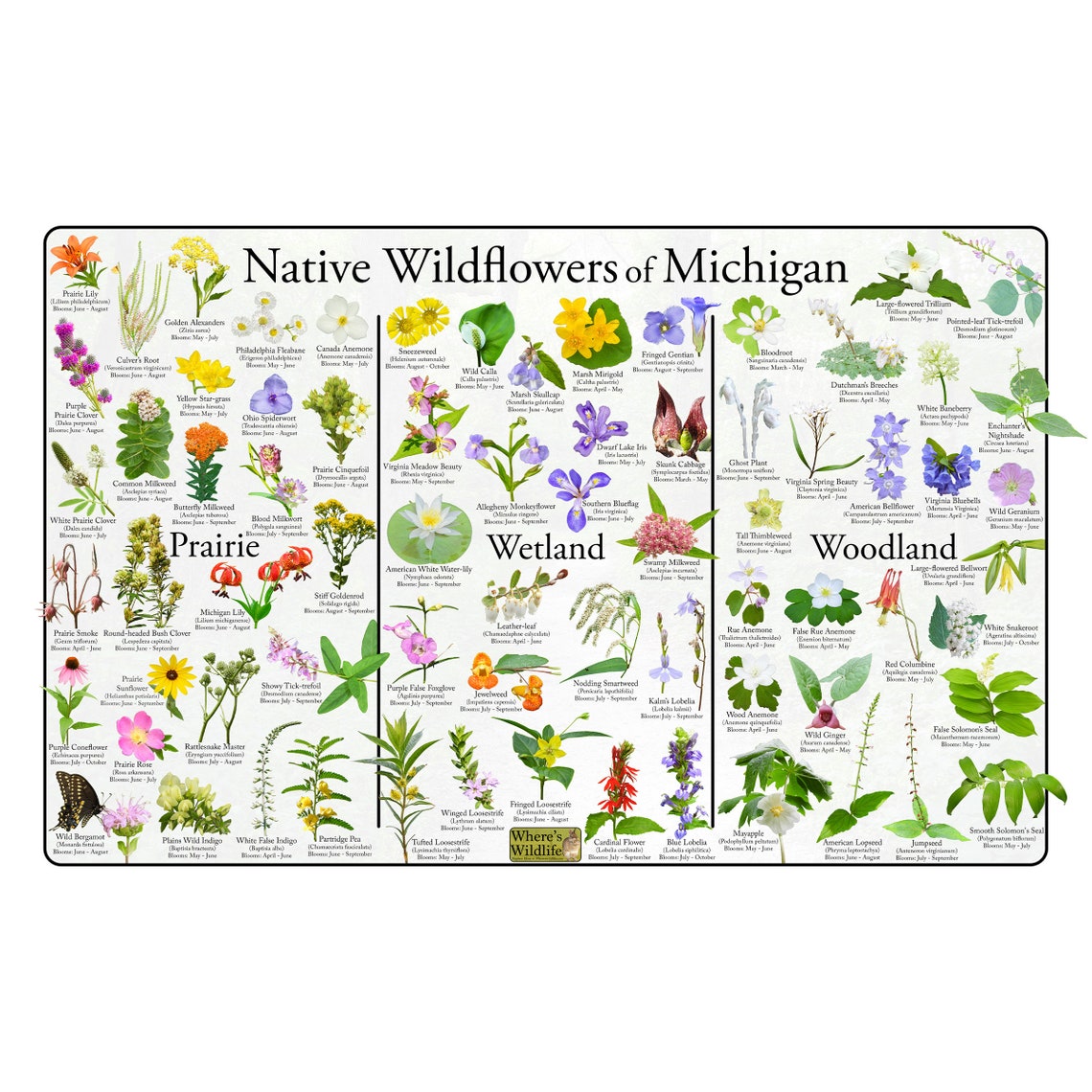 Native Wildflowers of Michigan Flower Identification Poster - Etsy