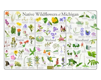Native Wildflowers of Missouri Flower Identification Poster - Etsy