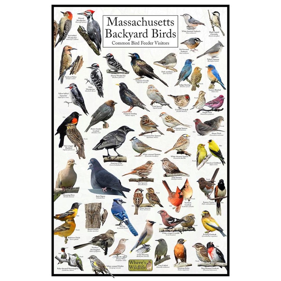Massachusetts Backyard Birds Poster - Massachusetts Bird Watching Chart ...