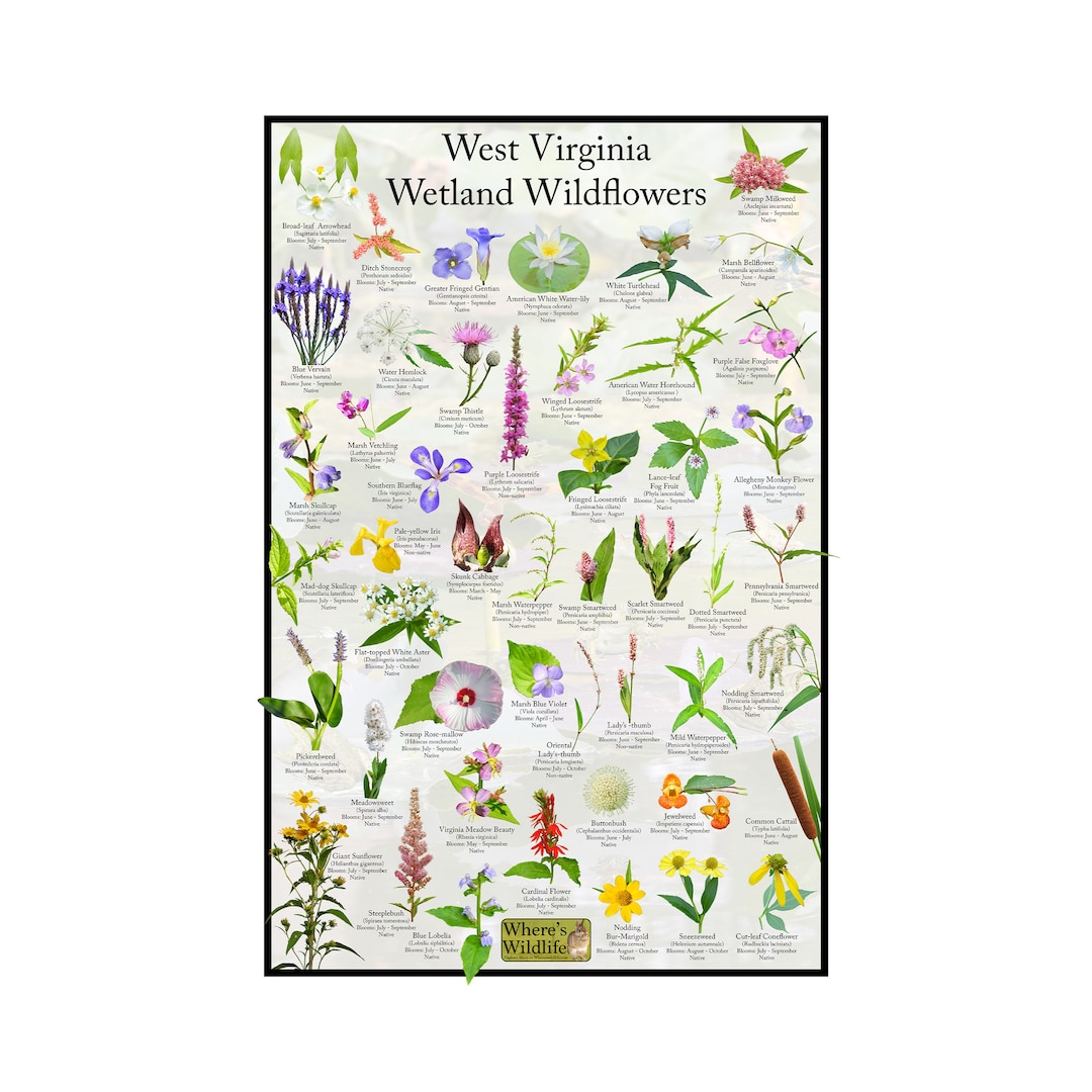 West Virginia Wetland Wildflower Identification Poster / Wildflower ...