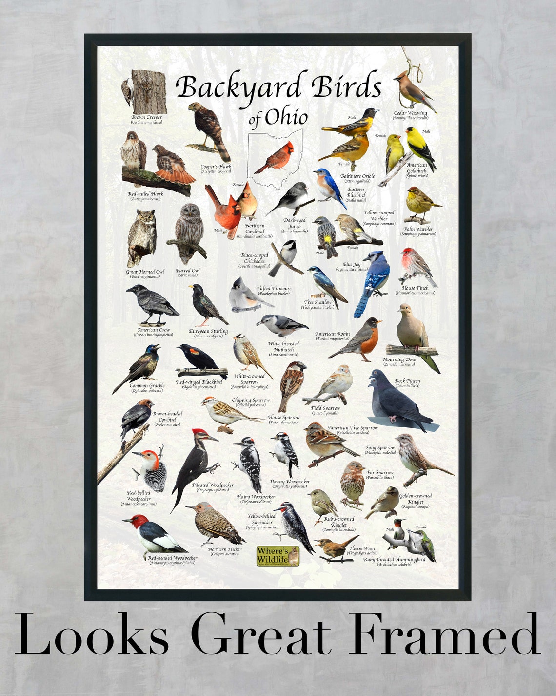 Birds of Ohio Backyard Birding Identification Picture Print/ - Etsy