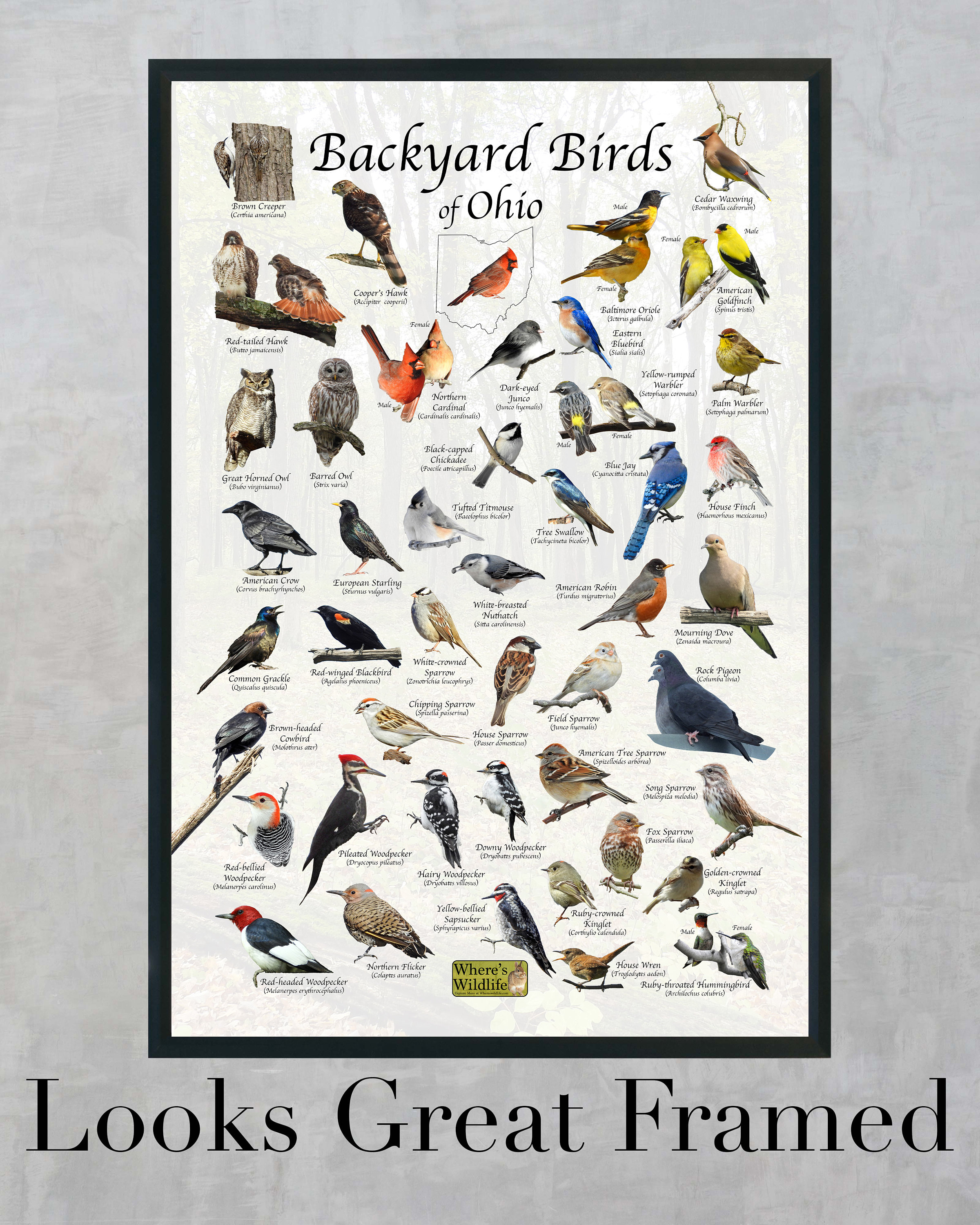 Birds of Ohio Backyard Birding Identification Picture Print/ Field ...