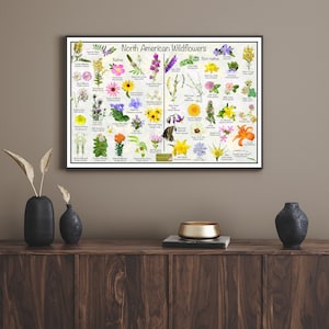 North American Wildflower Nature Poster / Provides Picture ...