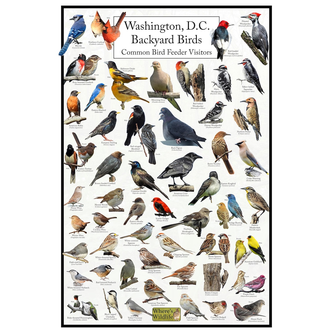 Washington, D.c.'s Backyard Birds Poster - Washington, D.C. Bird ...