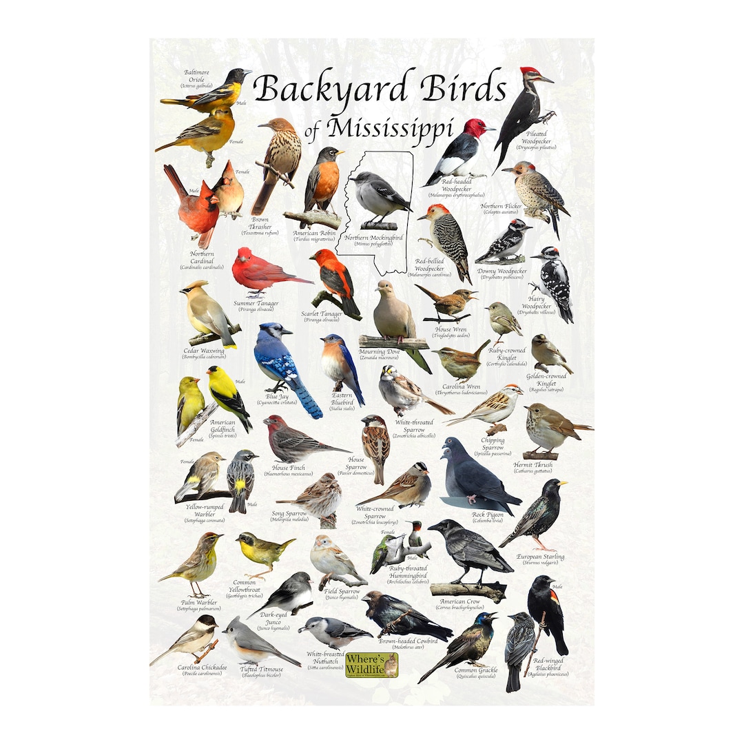 Backyard Birds of Mississippi Bird Identification Poster Print / Field ...