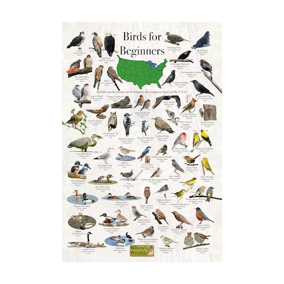 Bird Identification Field Guide