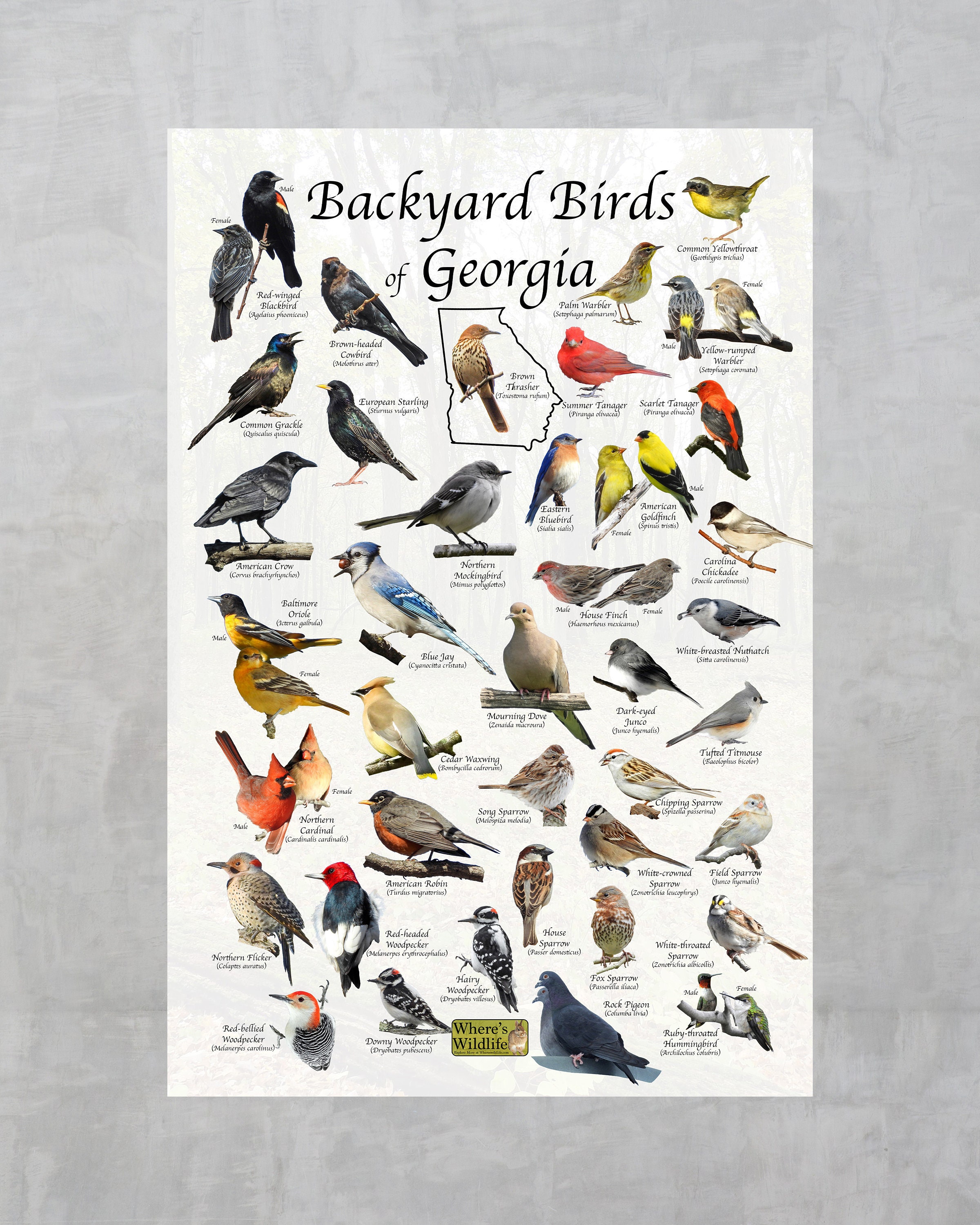 Georgia State Bird Name