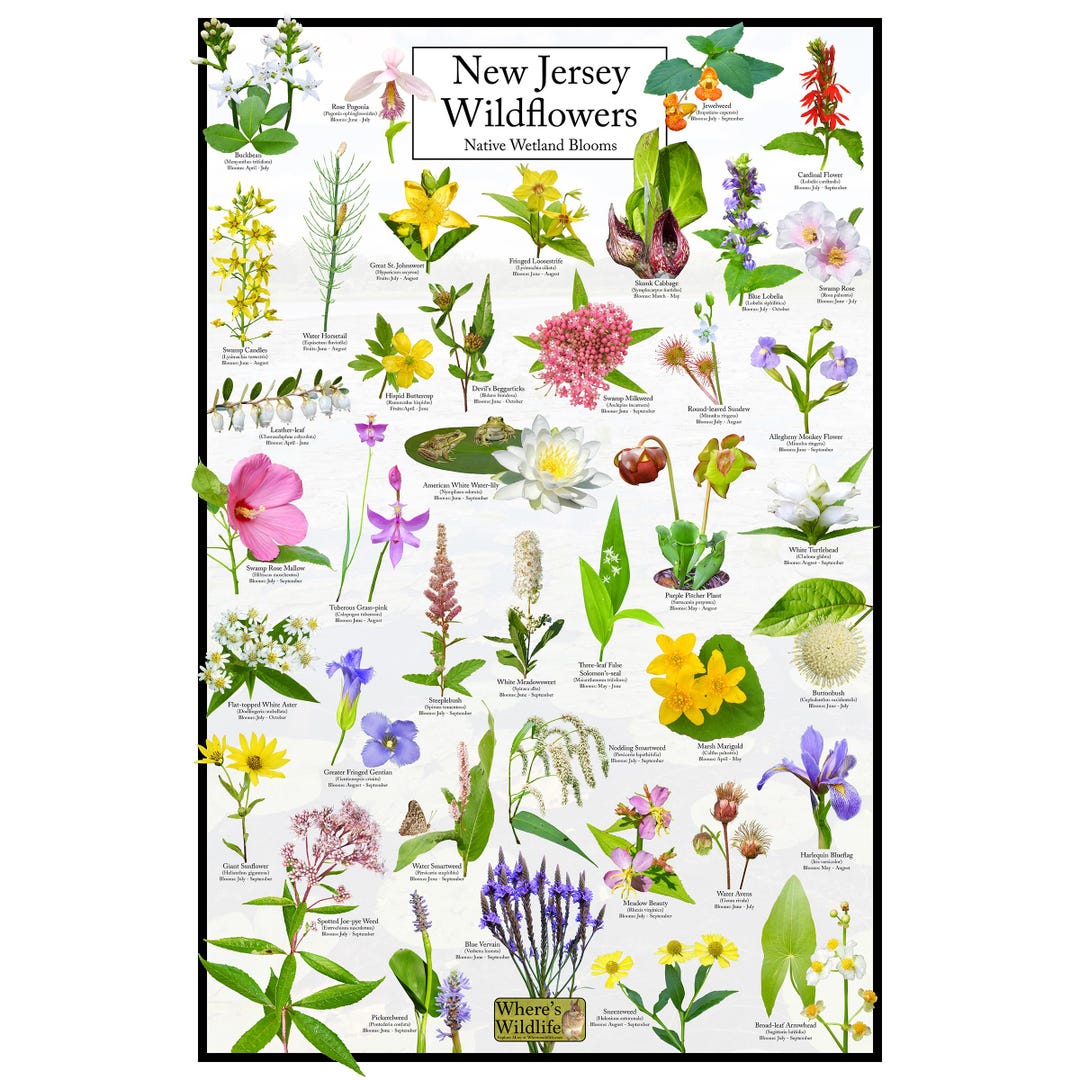 New Jersey Wildflowers - Native Wetland Blooms Poster | New Jersey ...