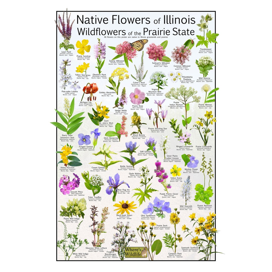 Flower Poster - Illinois Blooms: A Botanical Showcase of 50 Native ...