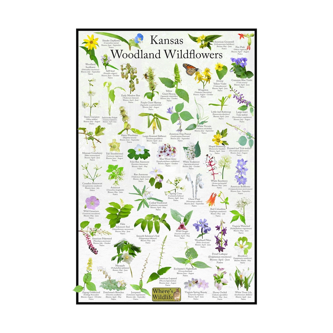 Kansas Woodland Wildflower Identification Poster / Native Flower ID ...
