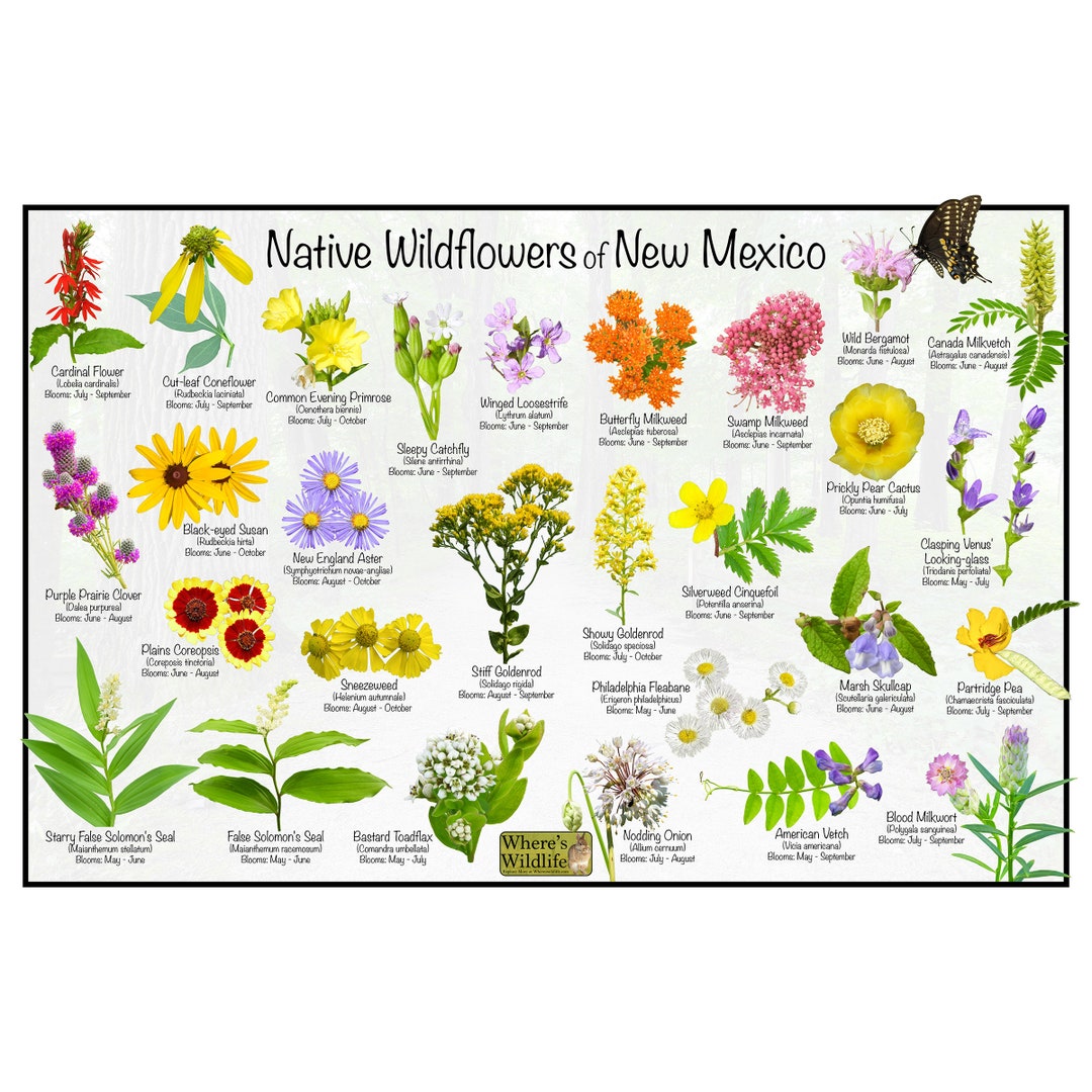 Native Wildflowers of New Mexico / State Flower Field Guide Poster ...