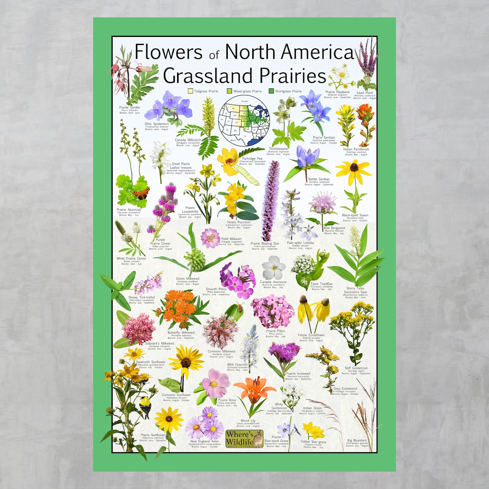 Flowers of North America Grassland Prairies - Native Wildflower ...