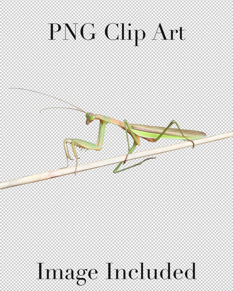 Chinese Praying Mantis & Egg Sack Clip Art PNG Clipart With - Etsy