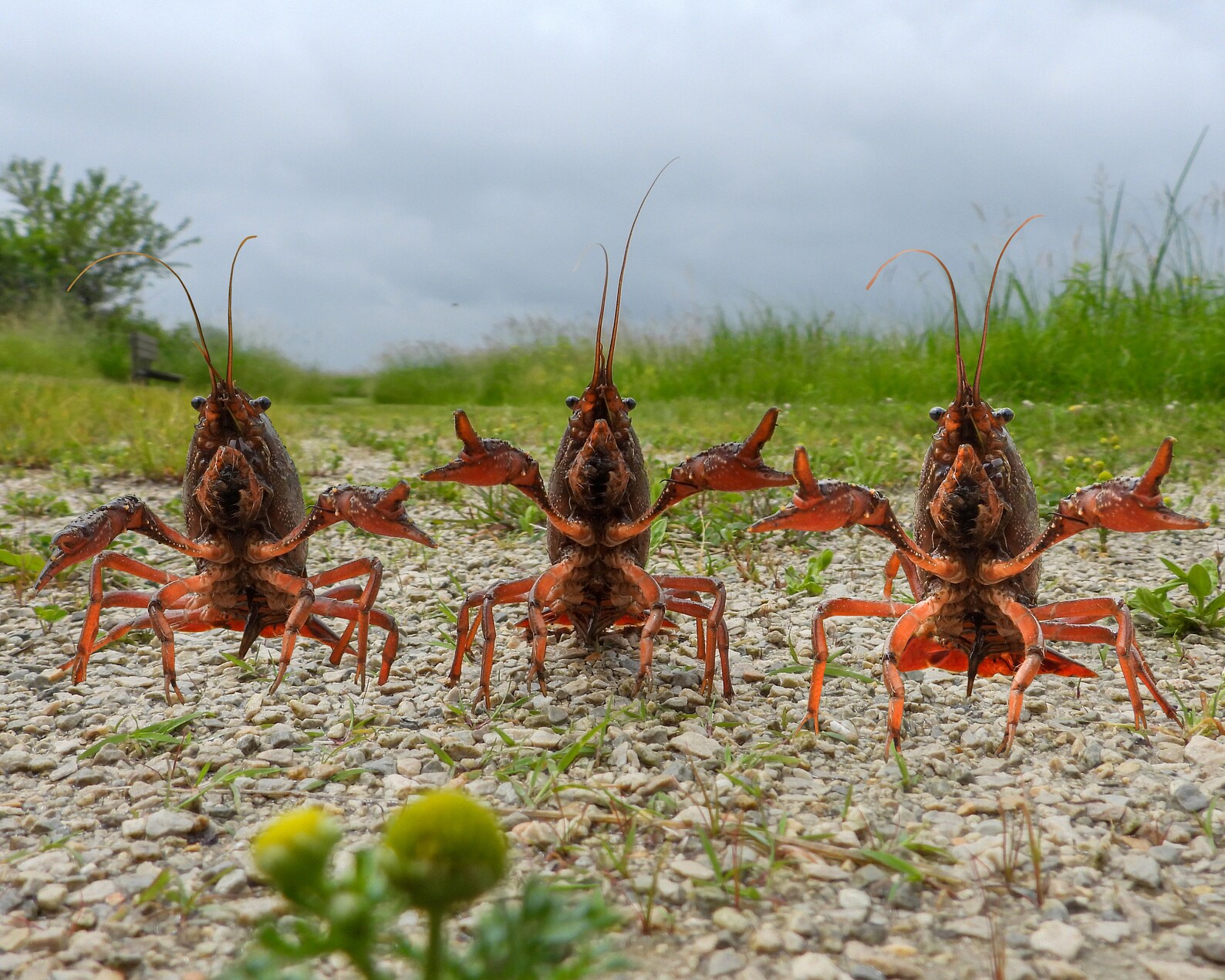 Crayfish Crustaceans Clip Art (set of 3) PNG Clipart With Transparent ...