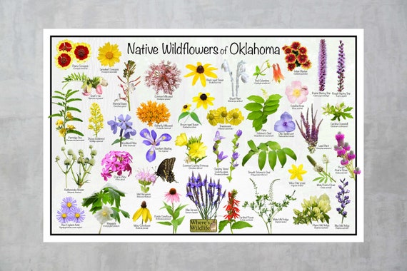 Purple Wildflowers Names