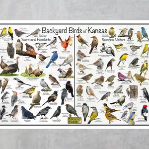 Backyard Birds of Kansas Bird Identification Poster Divided by Year ...