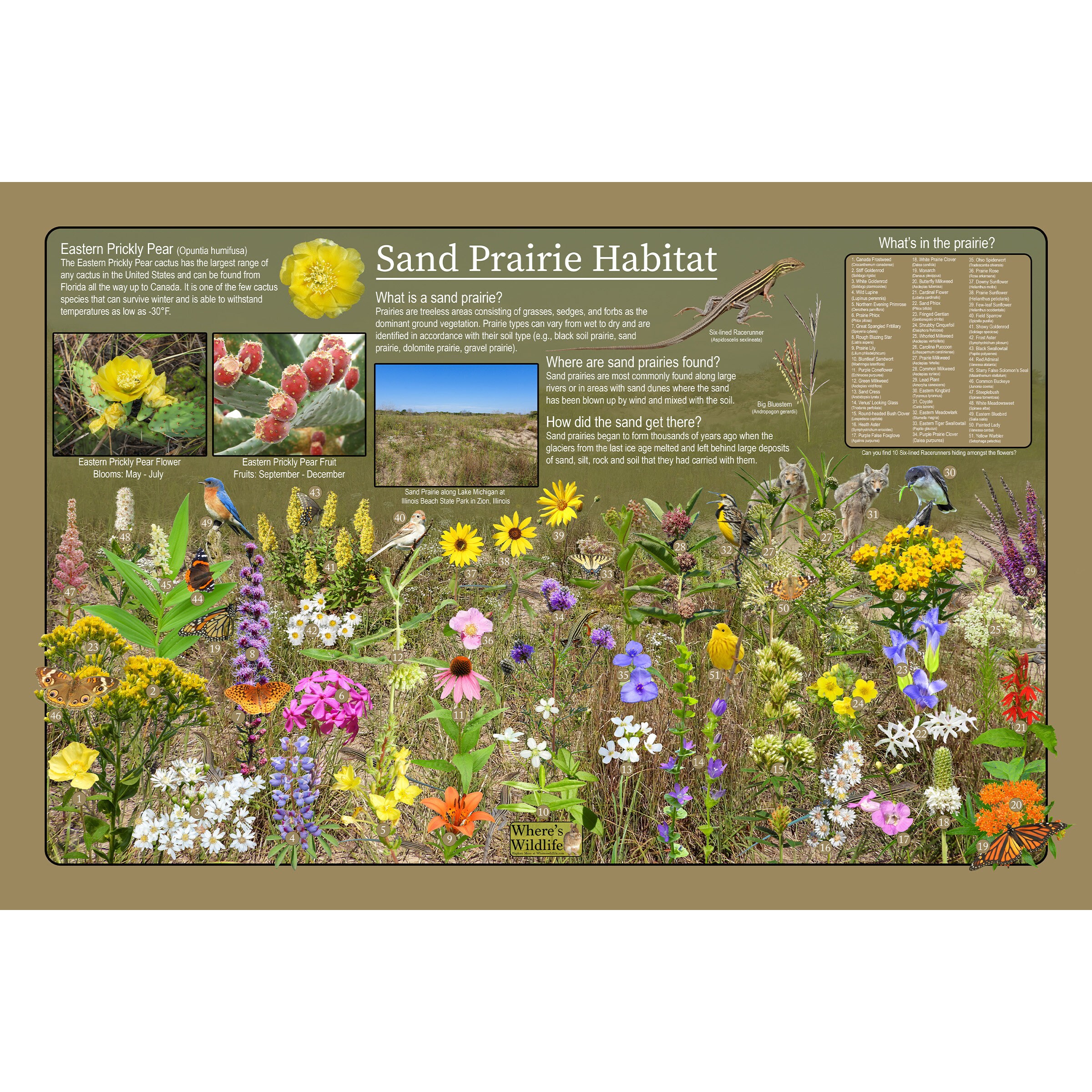 Sand Prairie Habitat Educational Nature Poster / Fun Kids Wildlife ...