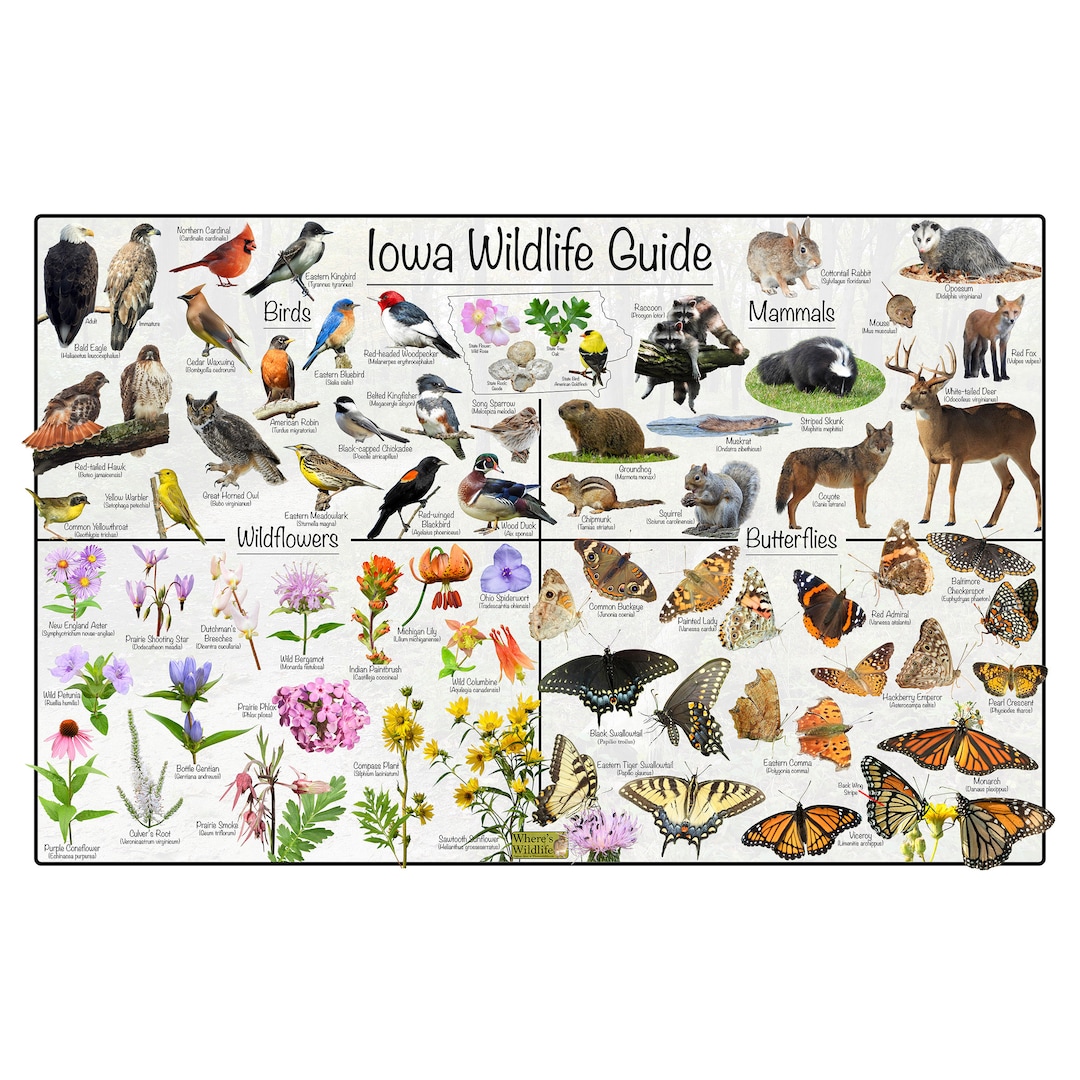 Iowa Wildlife Guide / Id's State Birds, Mammals, Wildflowers, and ...
