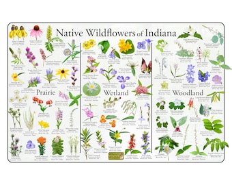 Native Wildflowers of Missouri Flower Identification Poster Divided ...