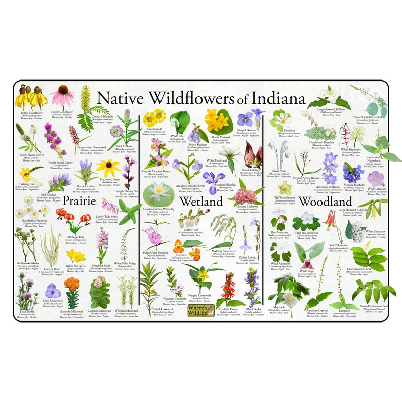 Native Wildflowers of Indiana Flower Identification Poster - Etsy