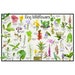 Marsh Habitat Wetland Educational Nature Poster / Fun Kids Wildlife ...