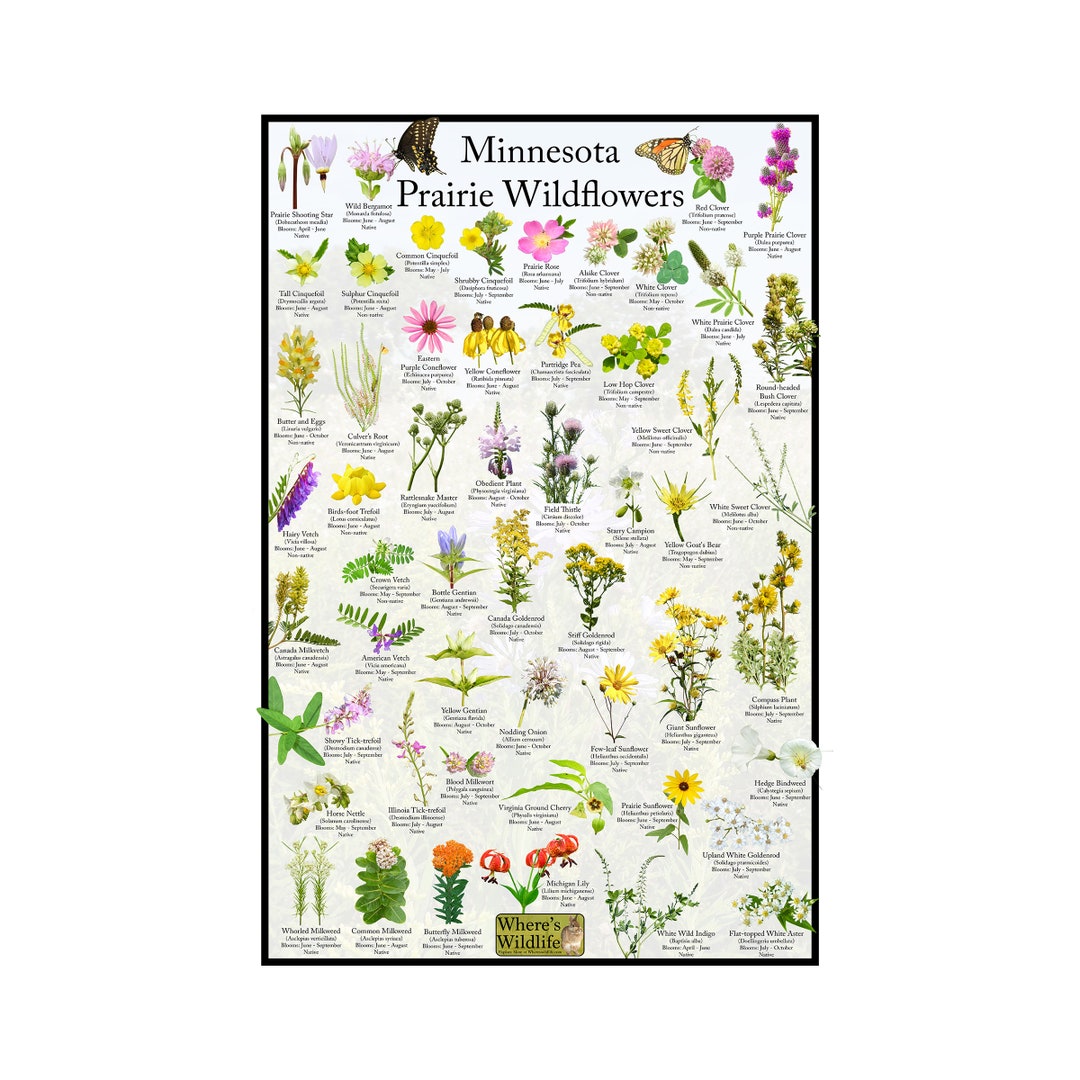 Minnesota Prairie Wildflowers Nature Poster / State Wildflower Field ...