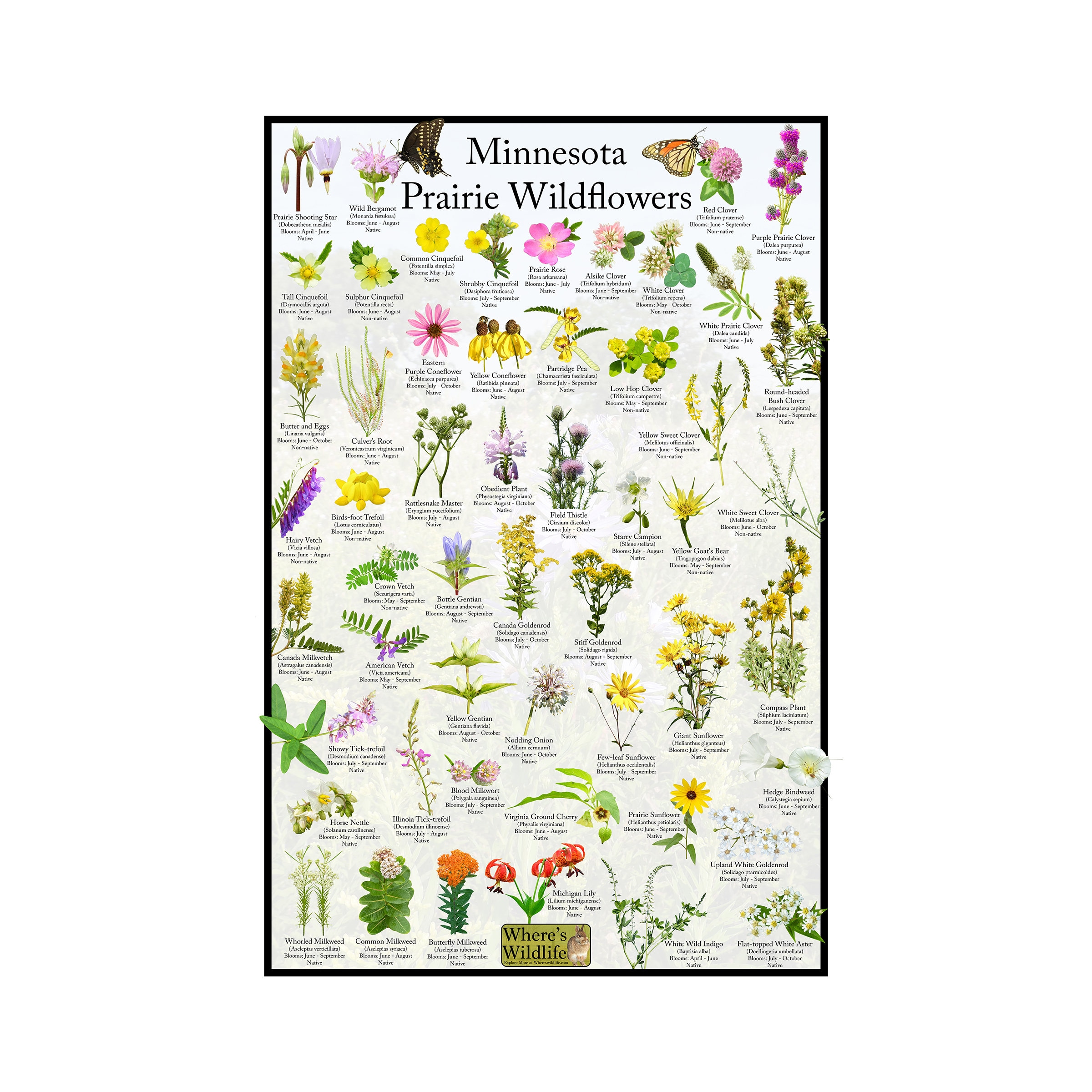 Minnesota Prairie Wildflowers Nature Poster / State Wildflower - Etsy