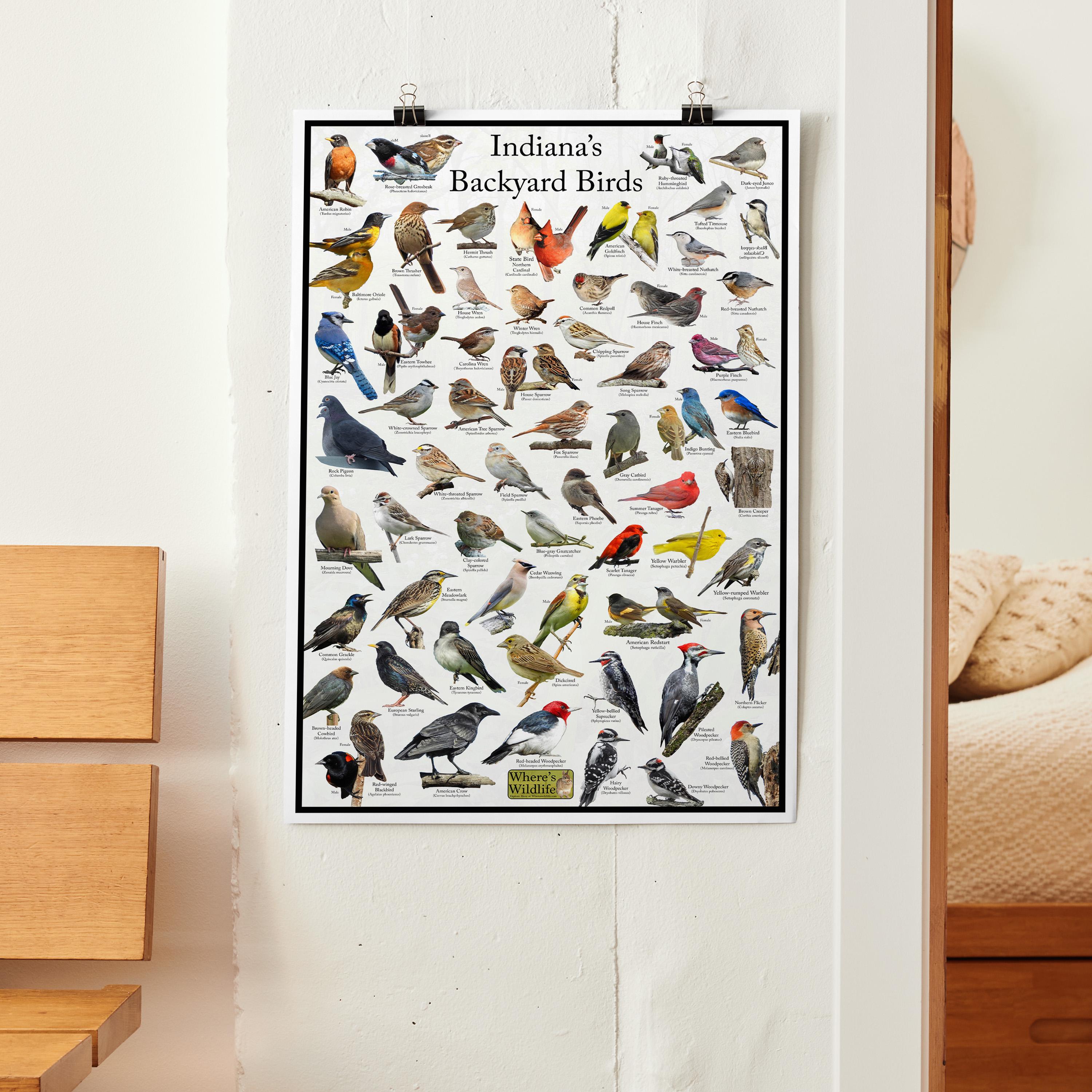 Indiana's Backyard Birds Poster - Indiana Bird Watching Chart ...