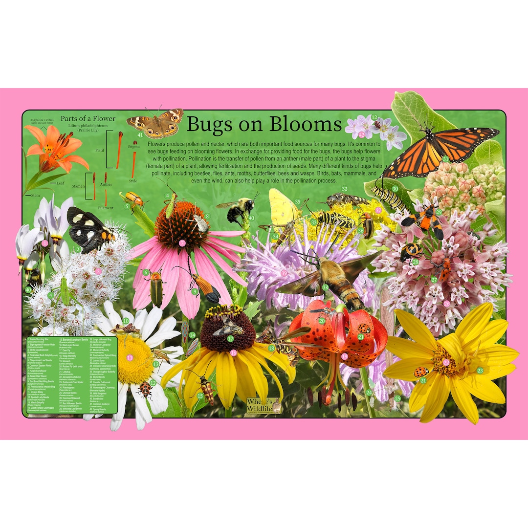 Bugs on Bloom's Educational Nature Poster / Fun Kids Wildlife Poster ...