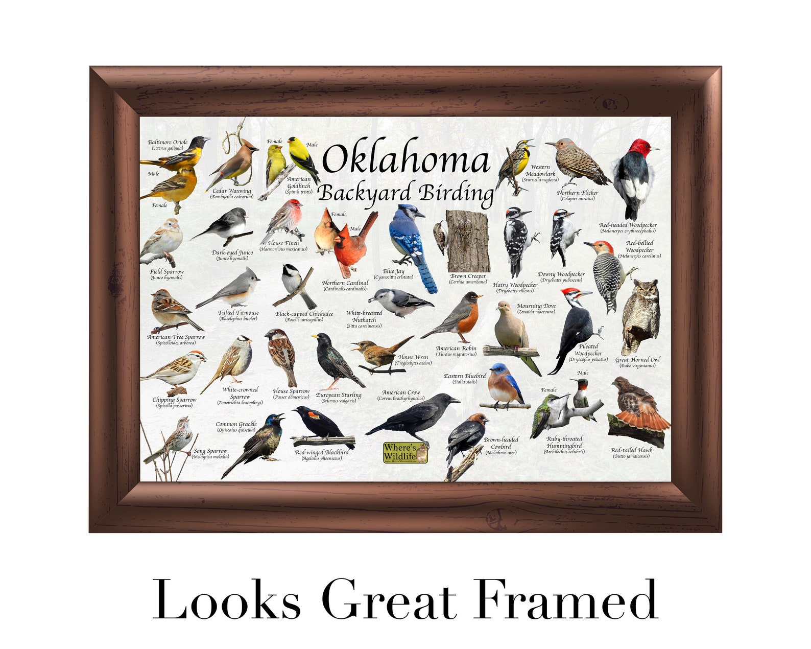 Birds of Oklahoma Backyard Birding Identification Picture - Etsy