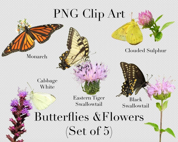 Butterflies on Flowers Nature Cutout Set of 5 PNG Clipart With - Etsy