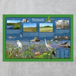 Wetlands Educational Nature Poster / Fun Kids Wildlife Poster ...