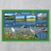 Wetlands Educational Nature Poster / Fun Kids Wildlife Poster ...