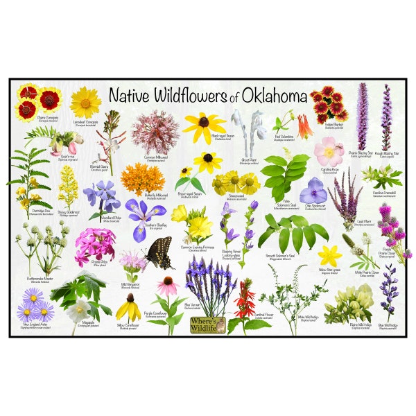 Native Wildflowers of Oklahoma - Etsy