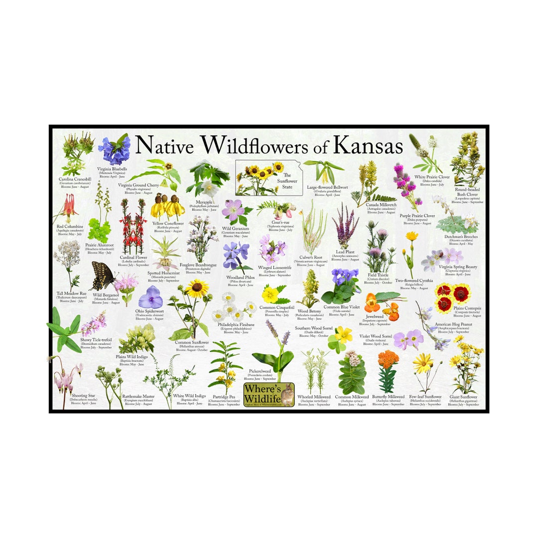 Native Wildflowers of Kansas / State Flower Field Guide Providing ...