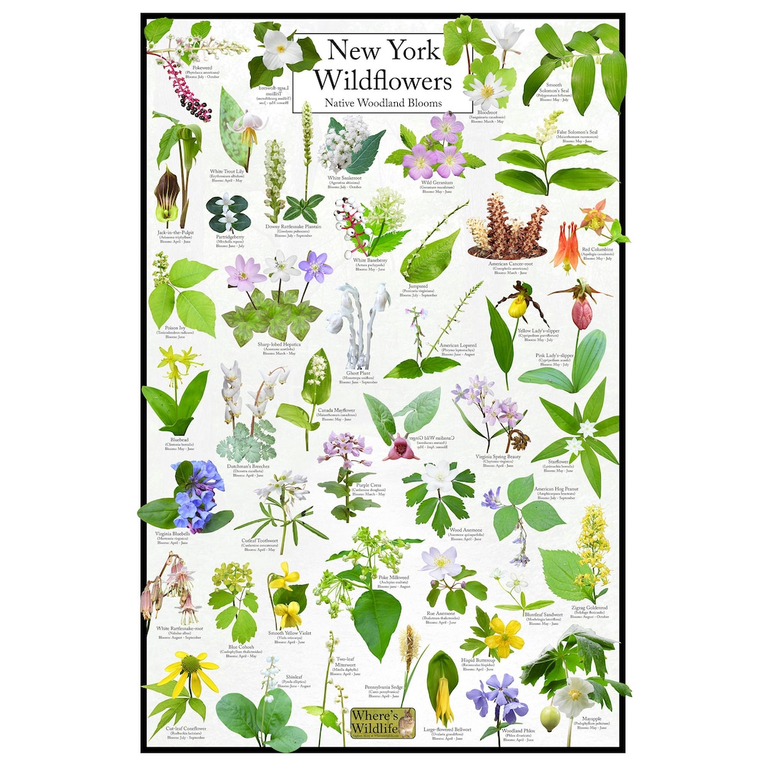New York Wildflowers - Native Woodland Blooms Poster | New York's ...