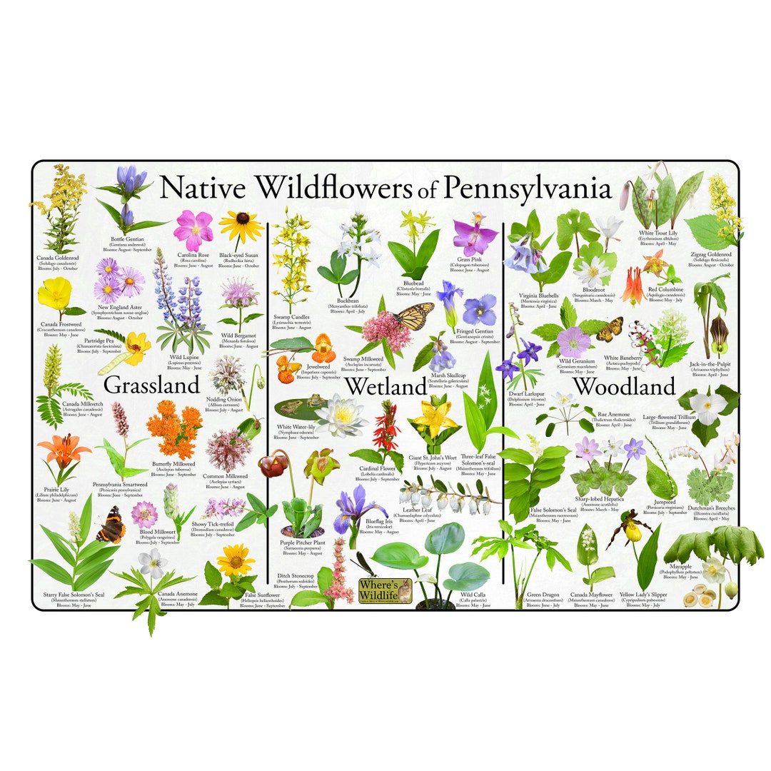 Native Wildflowers of Pennsylvania Flower Identification Poster Divided ...