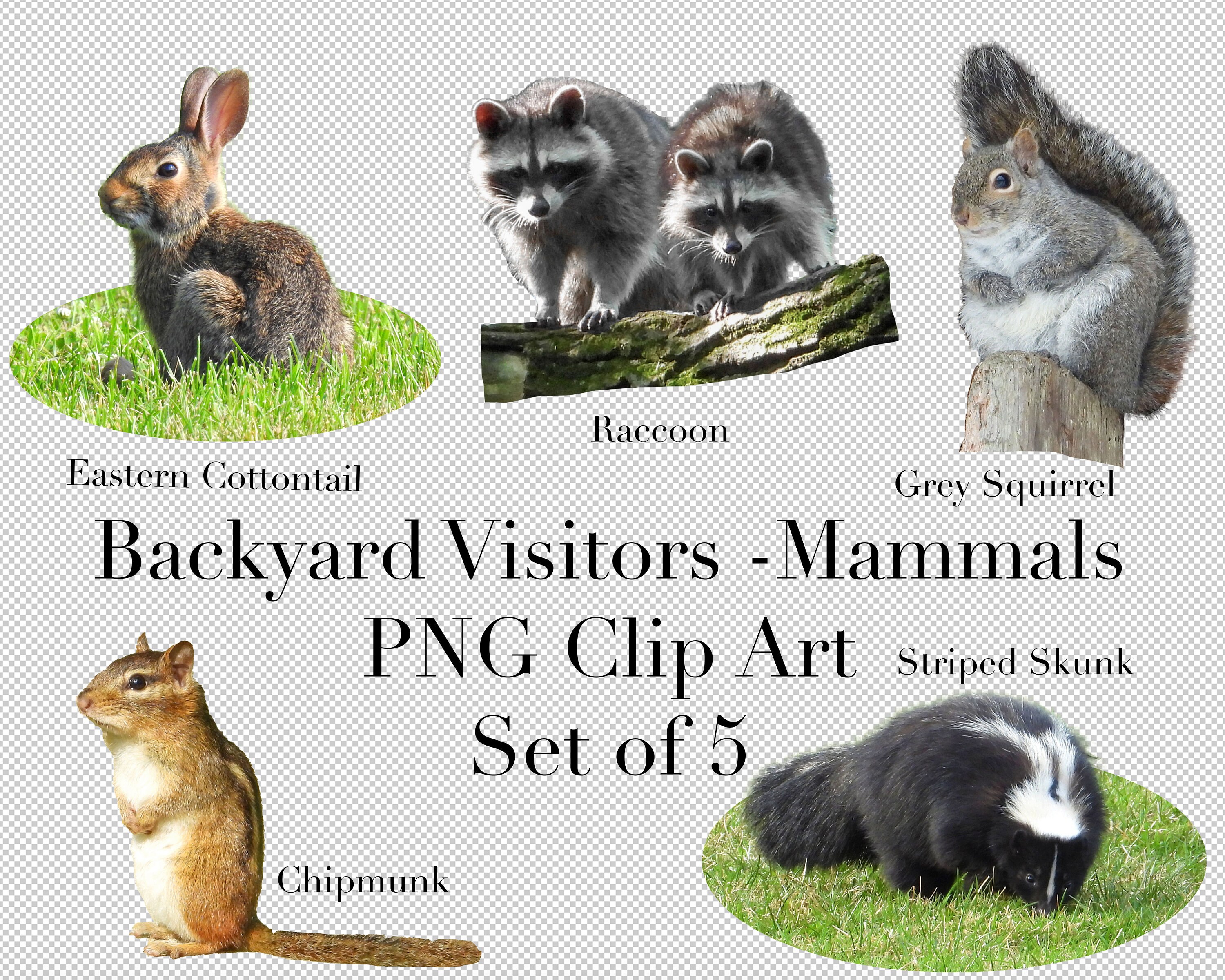 Backyard Visitors Mammals Cutouts Set of 5 PNG Clipart With | Etsy