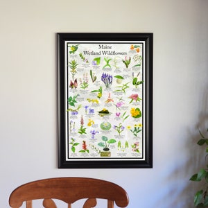 Maine Wetland Wildflower Poster / Native State Flower Identification ...