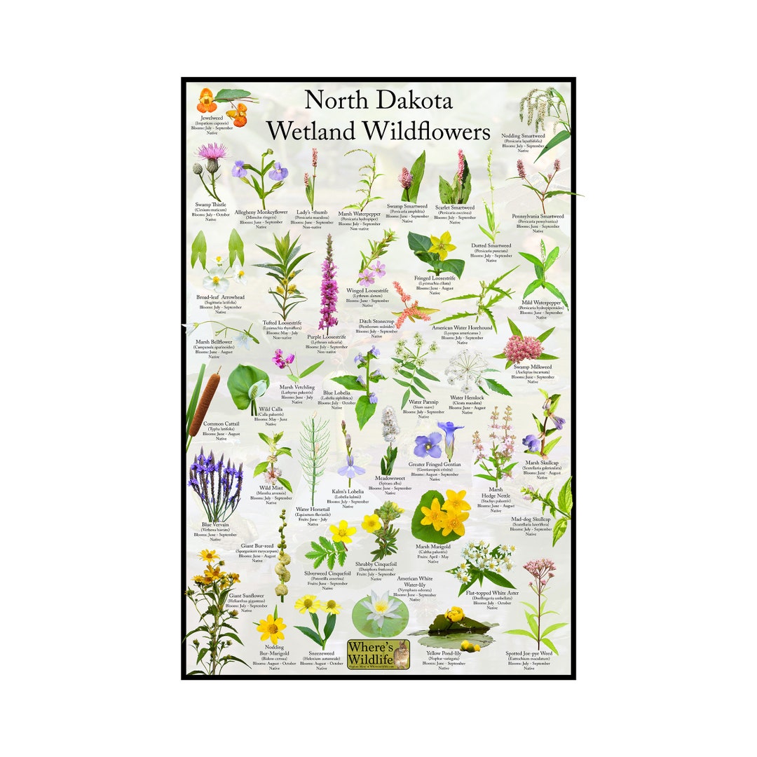 North Dakota Wetland Wildflower Identification Poster / Wildflower ...