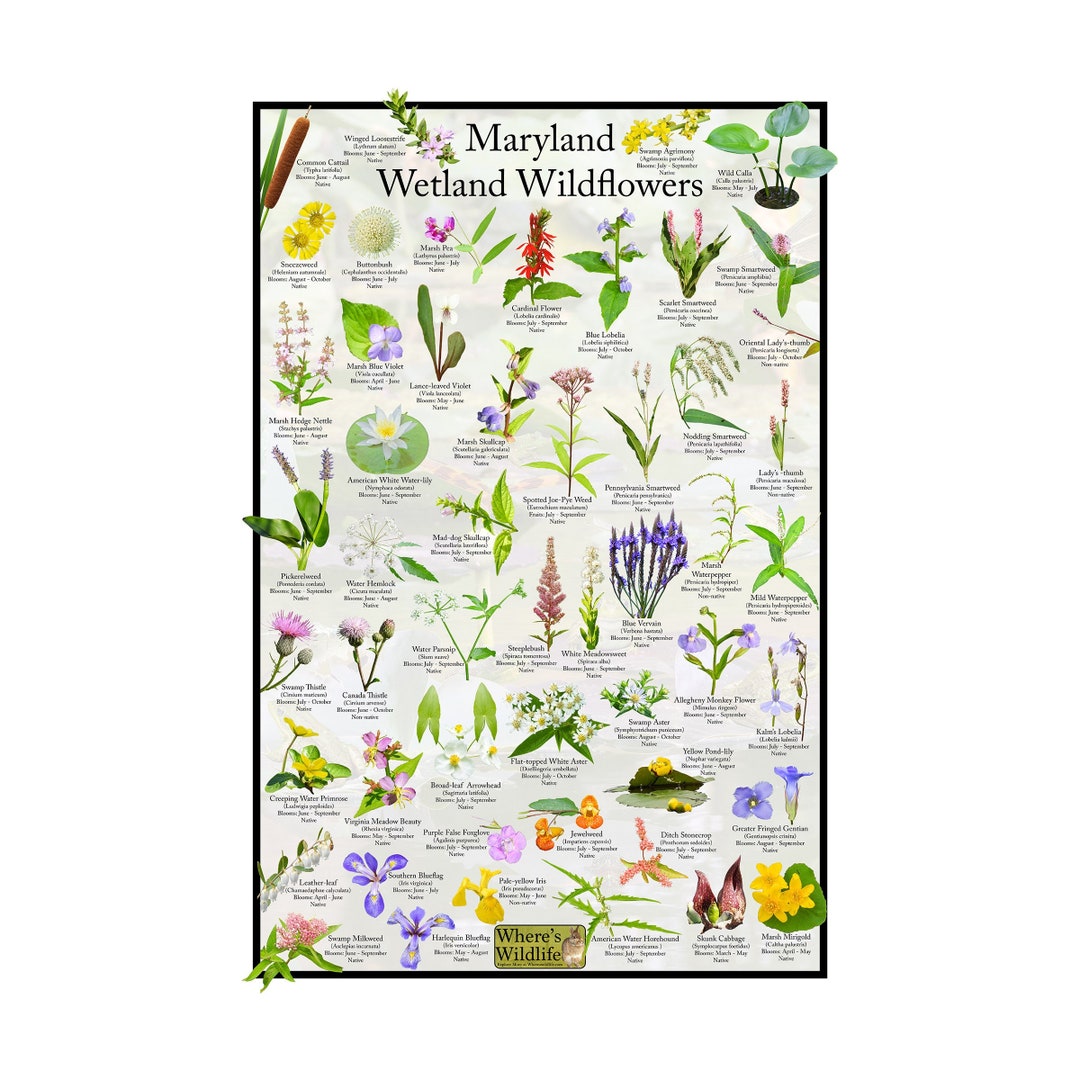 Maryland Wetland Wildflower Poster / State Flower Guide Providing ...