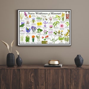 Native Wildflowers of Missouri / State Flower Field Guide Providing ...