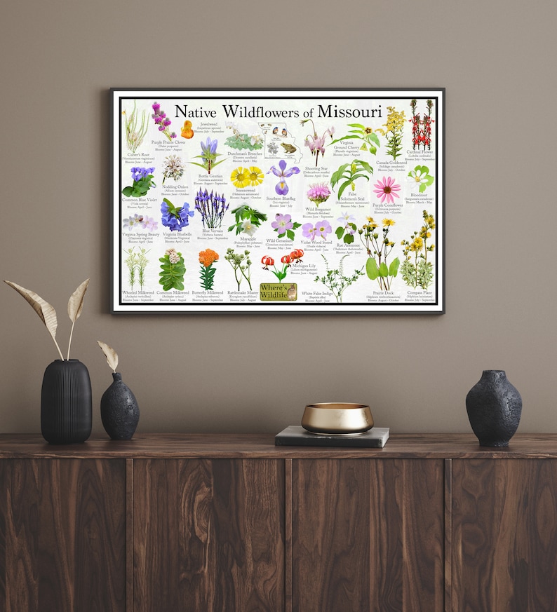 Native Wildflowers of Missouri / State Flower Field Guide - Etsy